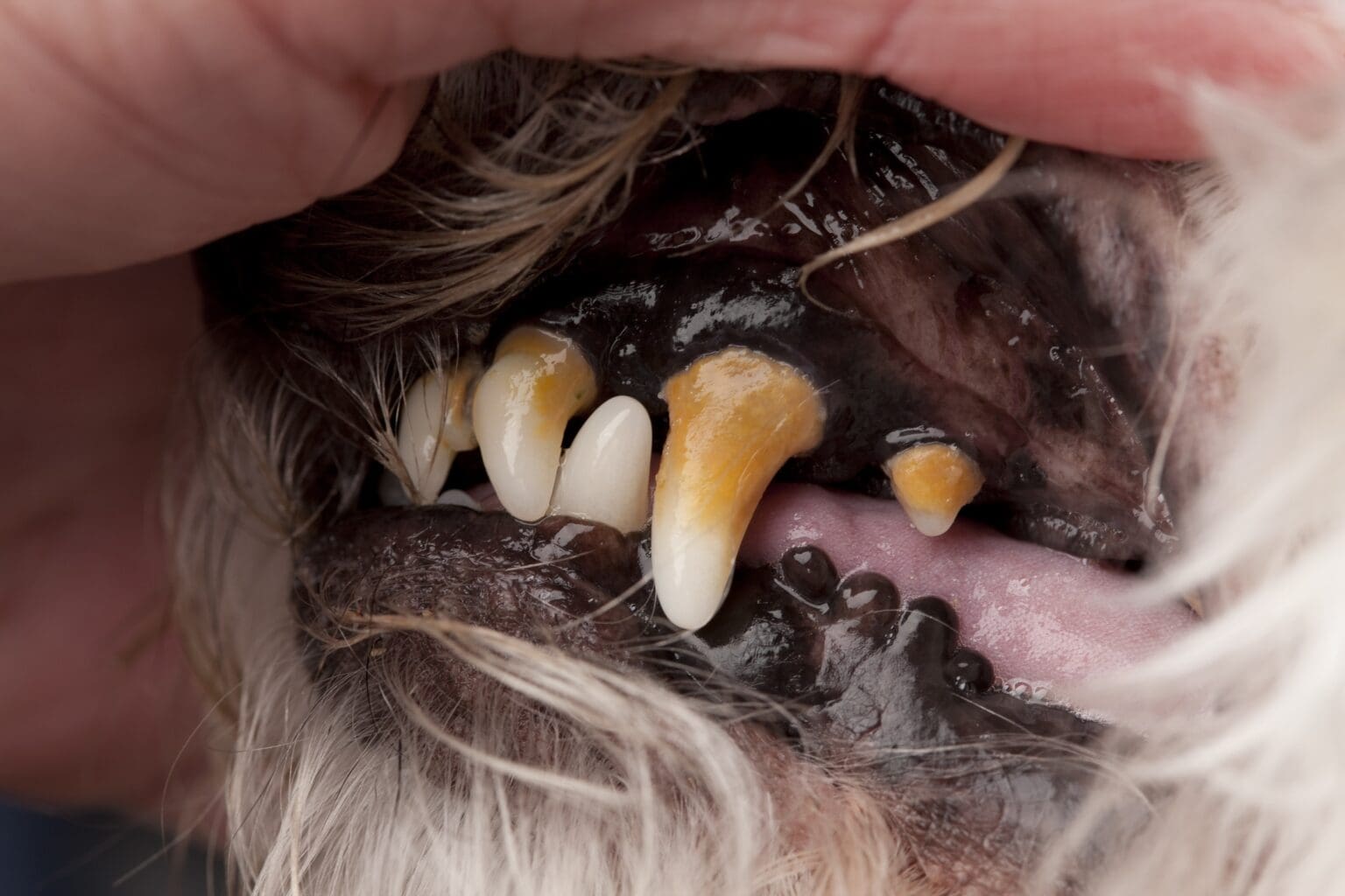 How to Tell if Your Dog Has a Tooth Infection | The Grove Animal Hospital