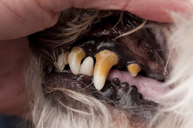 How to Tell if Your Dog Has a Tooth Infection | The Grove Animal Hospital
