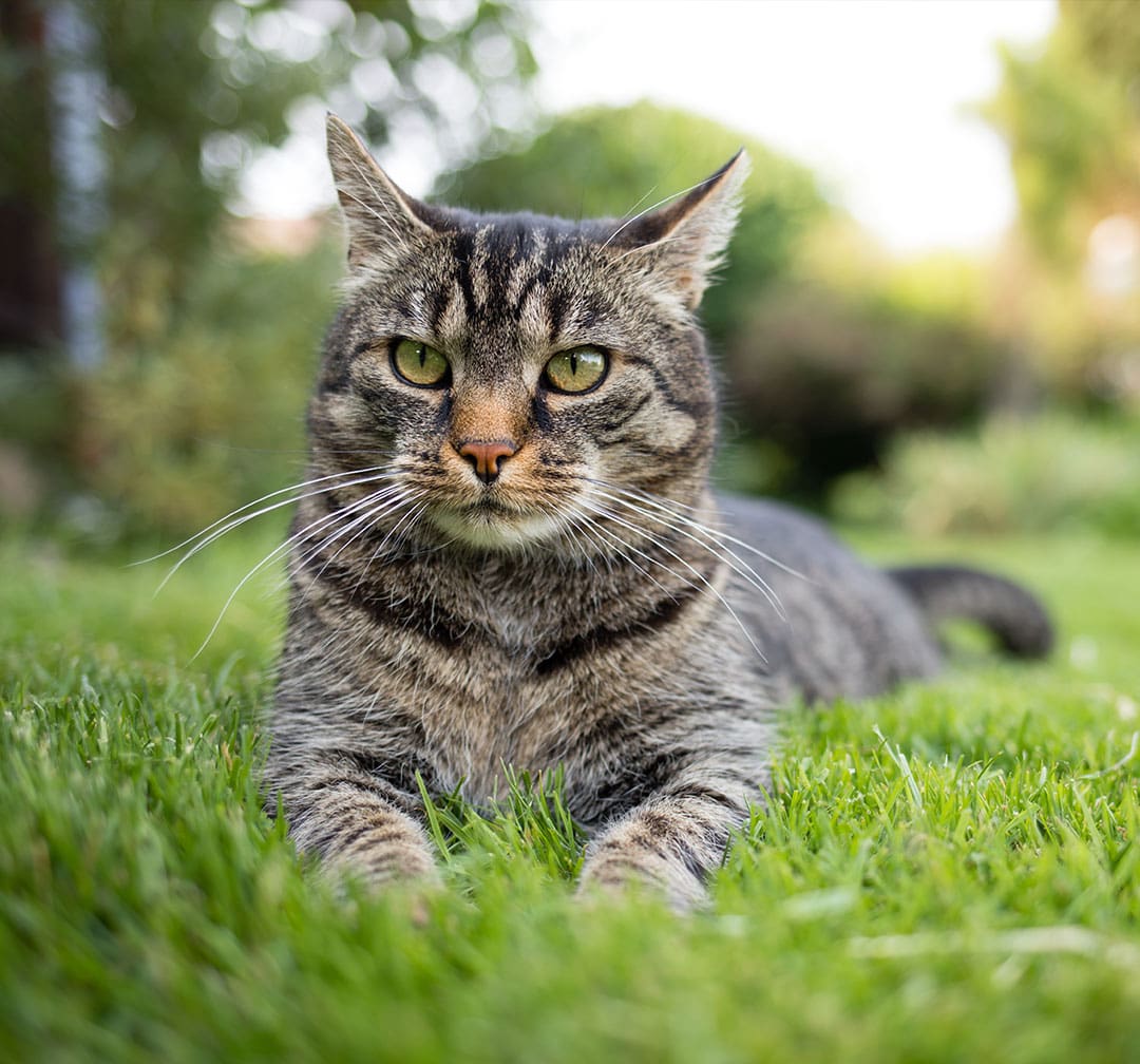 Dog and Cat Microchipping in Locust Grove, GA | The Grove Animal Hospital